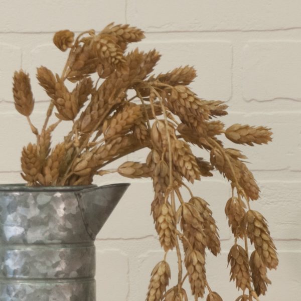 Natural Hops Hanging Bush - Piper Classics