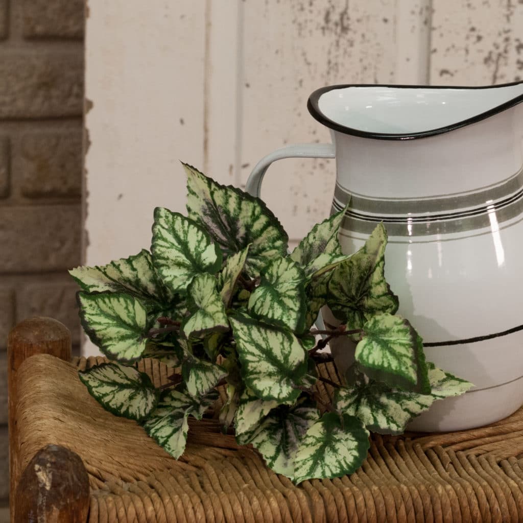 Ruby Begonia Bush - Piper Classics