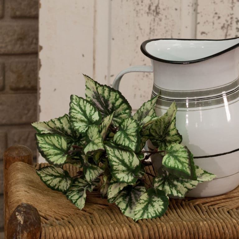 Ruby Begonia Bush - Piper Classics