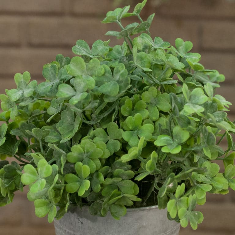 Potted Arboretum Clover - Piper Classics