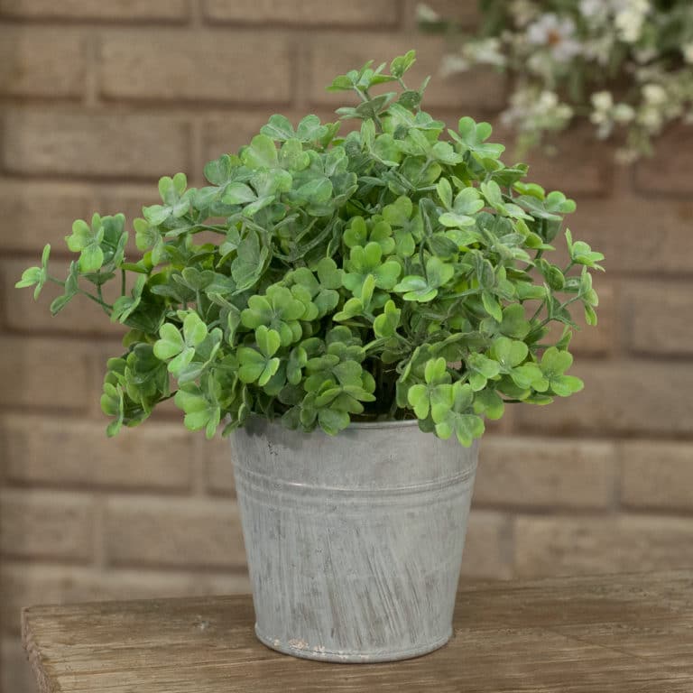 Potted Arboretum Clover - Piper Classics