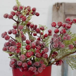 Icy Berry & Cedar Pick - Piper Classics