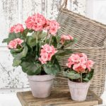 Watermelon Pink Faux Geranium Flowers w/ Clay-Colored Pot - Large