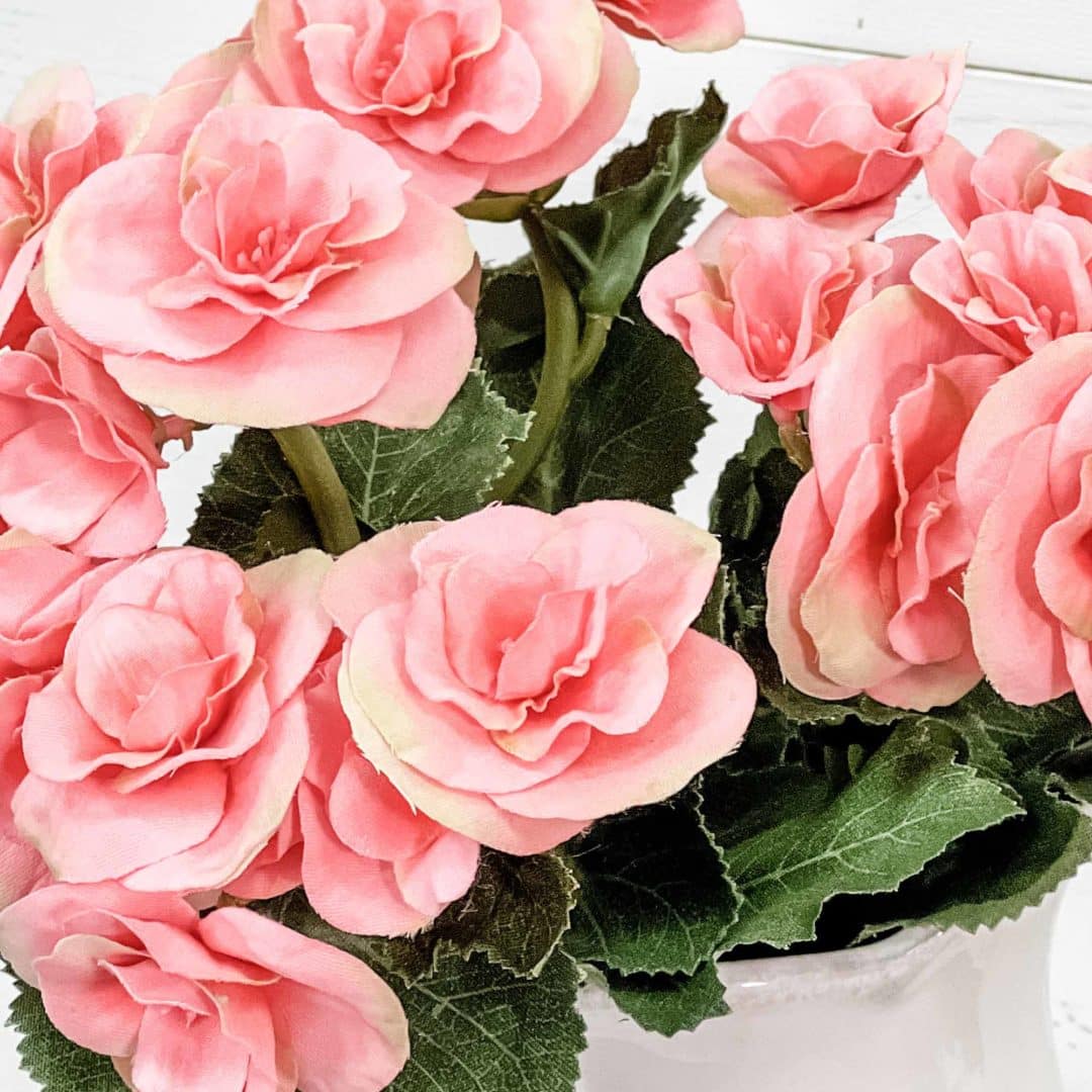 Begonia Bush - Pink - Piper Classics