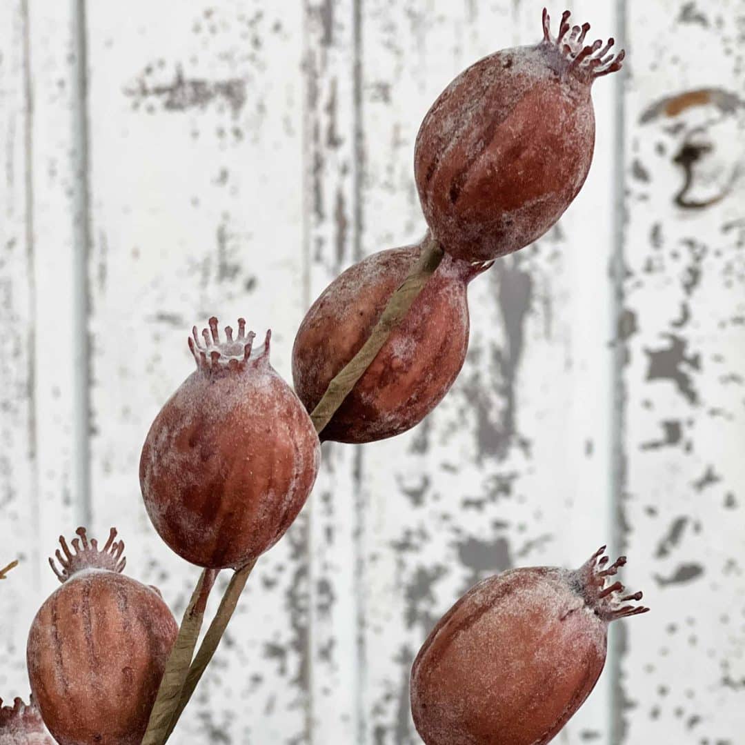 Hickory Pod Spray - Piper Classics