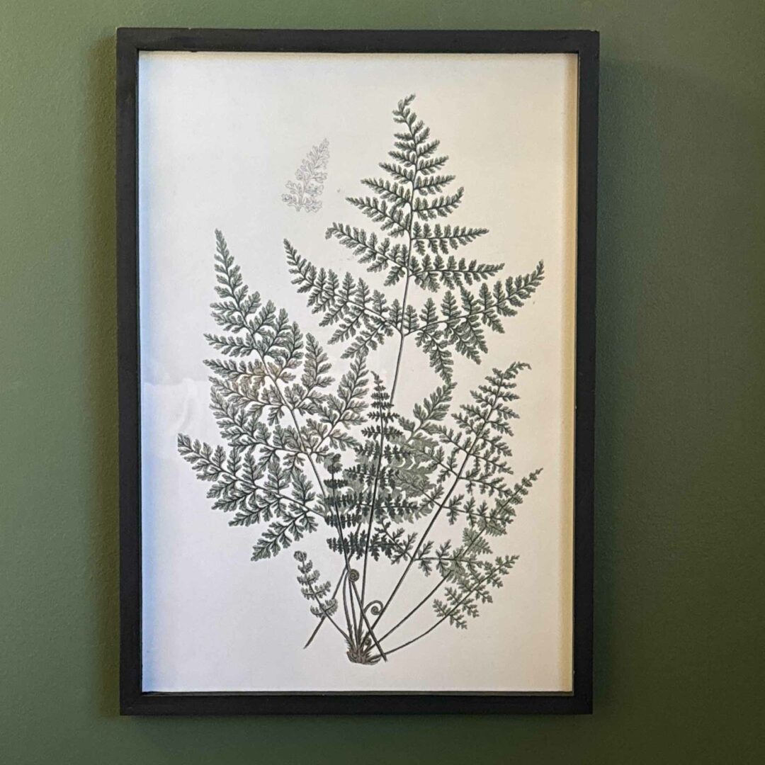 Shadow Chase Fern #1 - Piper Classics